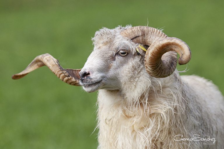La oveja Xalda, una oveja muy asturiana - Gema Sánchez Fotografía